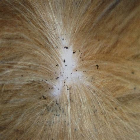 Blog — Expert Pest Control