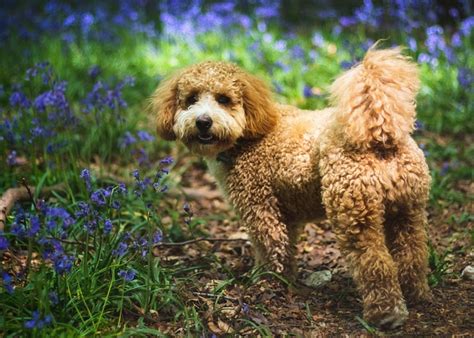 Shih Poo Vs Cavapoo The Ultimate 2023 Guide