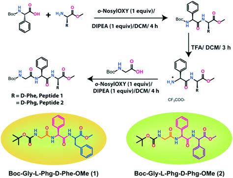 Equation For The Formation Of The First Tripeptide