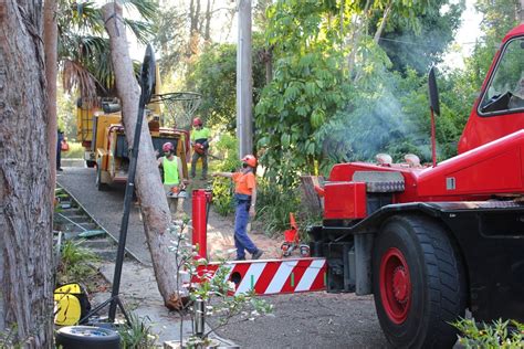The Tree Cutting Company Tree Cutting Services Sydney Cost Prices