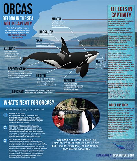 Lifespan Of An Orca