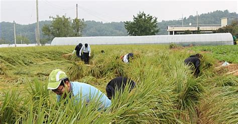 강원농협 농촌일손돕기 구슬땀