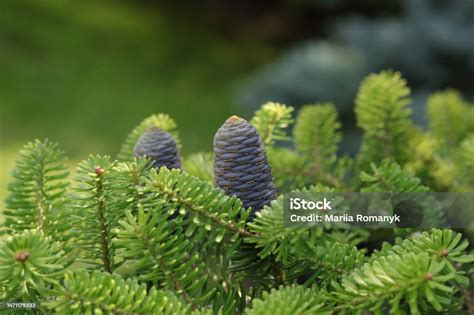 상록 침엽수 림 한국 전나무 콘 녹색 배경에 한국 전나무입니다 전나무 아비 코리아나 나뭇가지에 어린 푸른 원뿔 실버 가문비 나무 공간을 복사합니다 봄 개념입니다 그린 백
