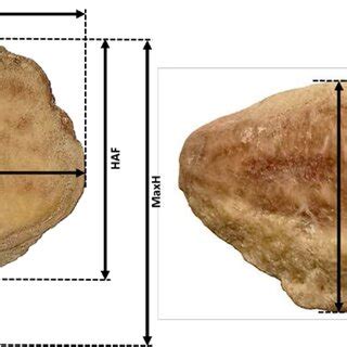 ROC Curve For Sex Prediction Classifier Using Different ML Models And Download Scientific