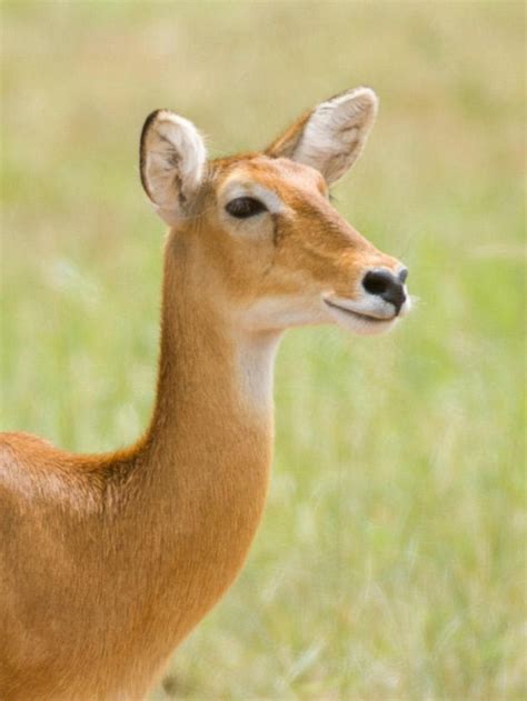 White Antelope