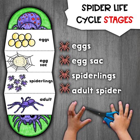 Spider Life Cycle Activity Craft Life Cycle Of Spider Spider