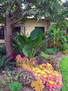 53 Zone 10b Garden Ideas Plants Planting Flowers Garden