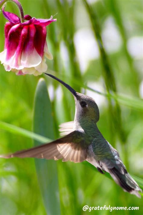 Antillean Mango Caribbean Islands Nature Photography Hummingbird