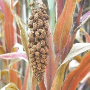 150 Japanese Millet Billion Dollar Grass Grain Echinochloa Frumentacea