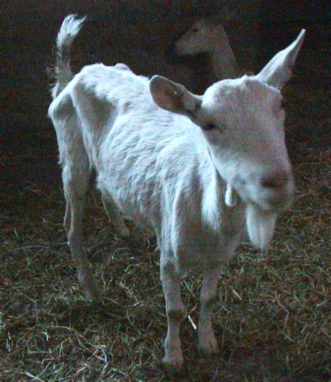 Goats With Clinical Jd Johnes Information Center Uw Madison