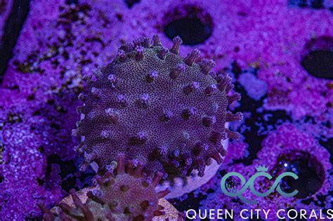 Long Polyp Toadstool Wysiwyg Queen City Corals