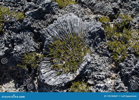 Fossils On Isla Catalina Dominican Republic Stock Image Image Of Rock Antilles 135160647