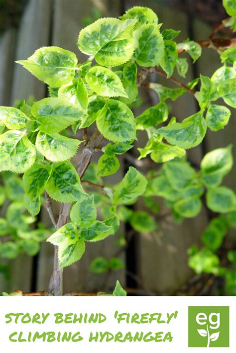 Firefly Climbing Hydrangea Tells An Interesting Tale Climbing