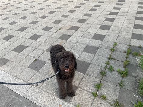 베들링턴테리어 마루 털빠짐없는브리티쉬숏헤어키우기 털빠짐없는스코티쉬폴드키우기 털빠짐없는러시안블루키우기 털빠짐없는강아지키우기 털빠짐없는고양이키우기 털빠짐없는강아지종류 털빠짐없는