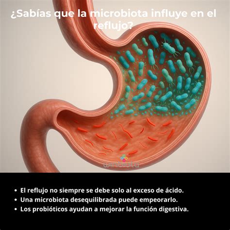 Probióticos Para El Reflujo Gástrico ¿cómo Pueden Ayudarte