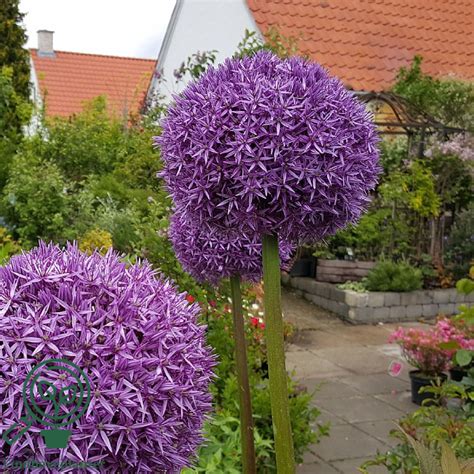 Allium ‘globemaster Find Haveplanter