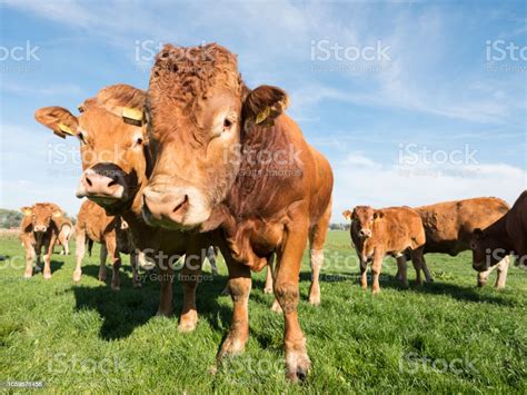 리머 소와 네덜란드에서 Herwijnen 근처 푸른 하늘 아래 녹색 풀밭에 불 갈색에 대한 스톡 사진 및 기타 이미지 갈색 네덜란드 농업 Istock