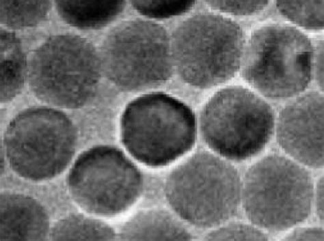 Mse Pro Oil Dispersible Core Shell Upconverting Nanoparticles Solution Mse Supplies Llc