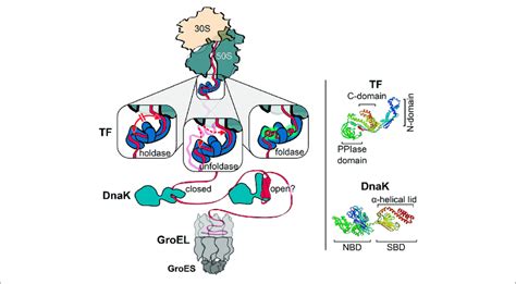 Key Players Of The Chaperone Network Acting On Nascent Cytosolic