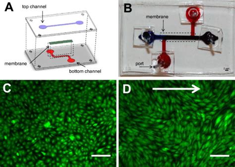 A Microfluidic Membrane Device To Mimic Critical Components Of The Vascular Microenvironment