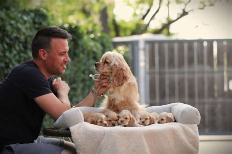 American Cocker Spaniel All About The Breed Woefkesranch