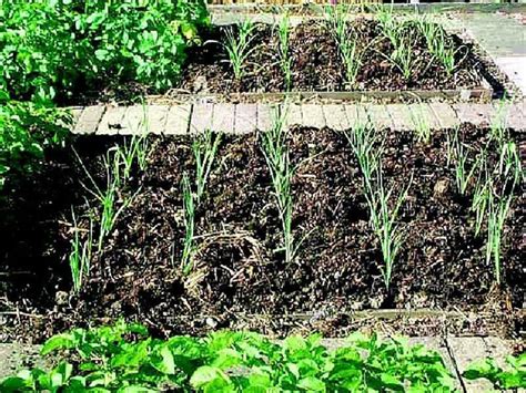 Разсадът от праз се сее навън Зеленчуци Български Фермер