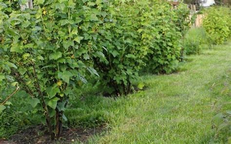 Як доглядати смородину після збирання врожаю Читайте на Ukr Net