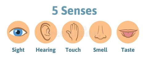 Human Senses Stock Illustrations 4776 Human Senses Stock
