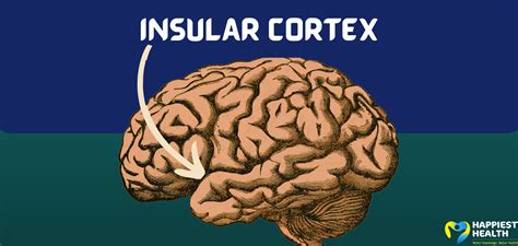Insular Cortex