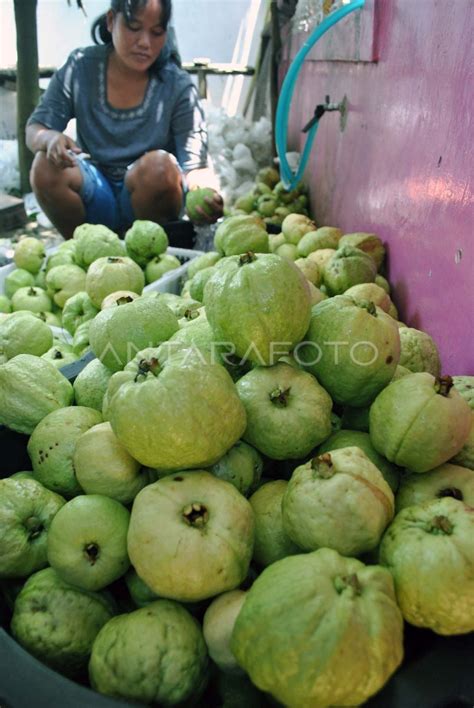 Panen Jambu Kristal Antara Foto