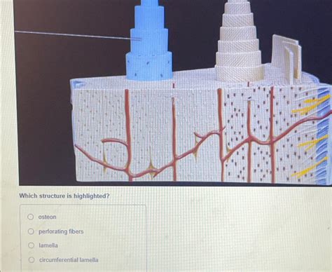 Solved Which Structure Is Highlightedosteonperforating