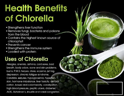 Chlorella Algae