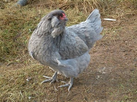 Americana Chicken Rooster