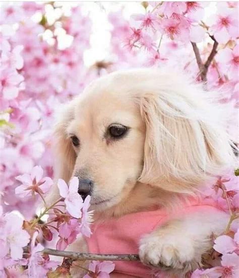 Cocker Spaniel Animals And Pets Dogs And Puppies Animal Pictures