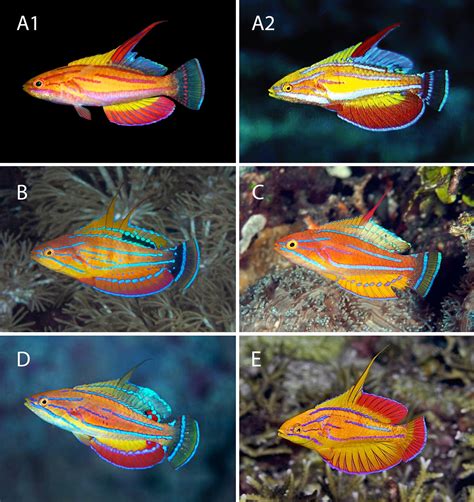Species New To Science Ichthyology • 2023 Paracheilinus Amanda • Review Of Australian Species