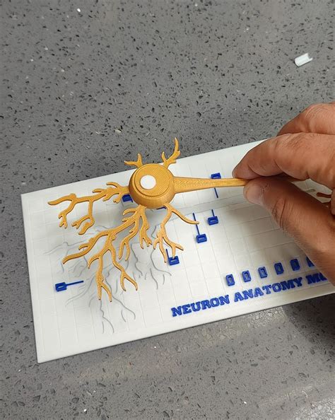 Interactive Neuron Anatomy Model Free 3d Print Model Makerworld