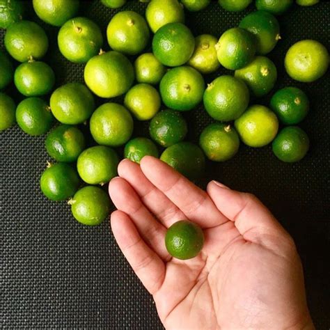 Calamansi In Filipino Cuisine Artofit