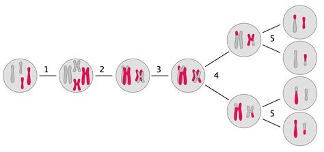 Simple Meiosis Stages