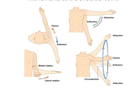 chapter 8 joints part 3 flashcards quizlet