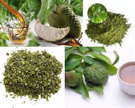 Ano Ang Halamang Gamot Sa Appendicitis Sapanuto