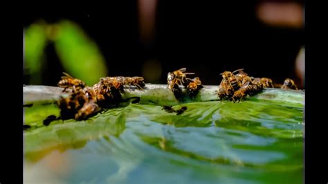 Diy Bee Feeder Bucket A Simple Yet Powerful Way To Support Your