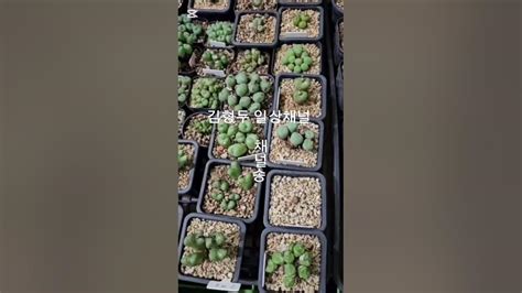 김형두일상채널 채널송 옥상다육 별다육사랑방 Youtube