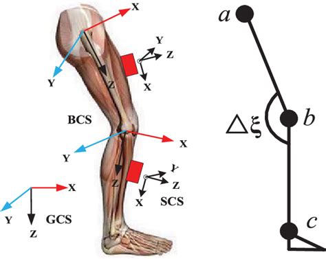 Figure From Sensor Combination Selection For Human Gait Phase Segmentation Based On Lower Limb
