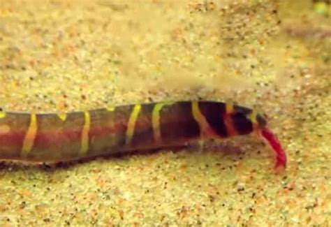 Kuhli Loach Care Tank Size Diet Tank Mates And Breeding Shrimp And