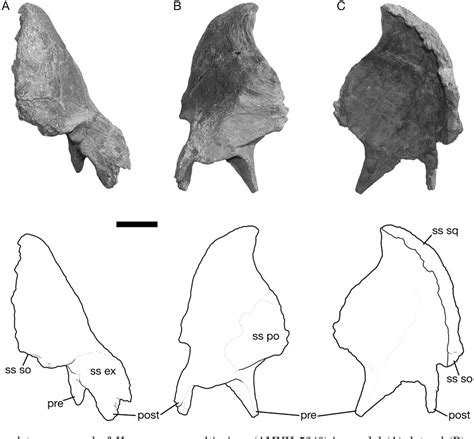 Figure 1 From Cranial Anatomy And Systematics Of Hypacrosaurus Altispinus And A Comparative