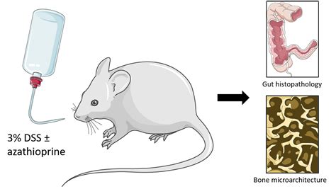 Mouse Model Inflammatory Disease At Jasmine Hodges Blog