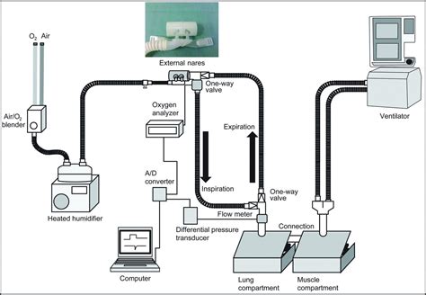 FIO2 In An Adult Model Simulating High Flow Nasal Cannula Therapy Respiratory Care