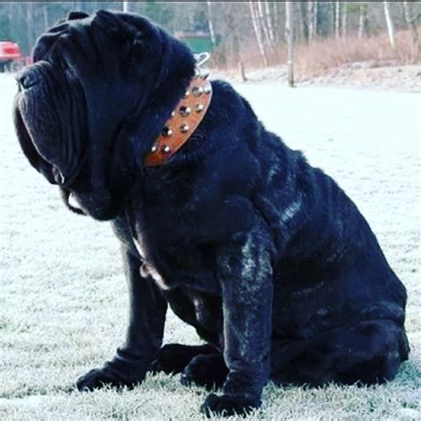 Molasses Dog Breed At Kaitlyn Guest Blog