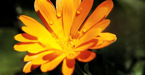 계절 금 송 화 Officinalis 금송화 금잔화 꽃 꽃무늬 꽃잎 녹색 눈물 젖은 다채로운 매크로 밝은 봄 부드러운 선명한 섬세한 성장 식물