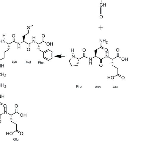 Protein Crosslinking By Formaldehyde Induced Methylene Bridges